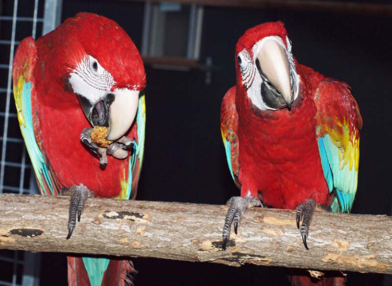 Fiche – Ara Chloroptère | Passion Perroquet