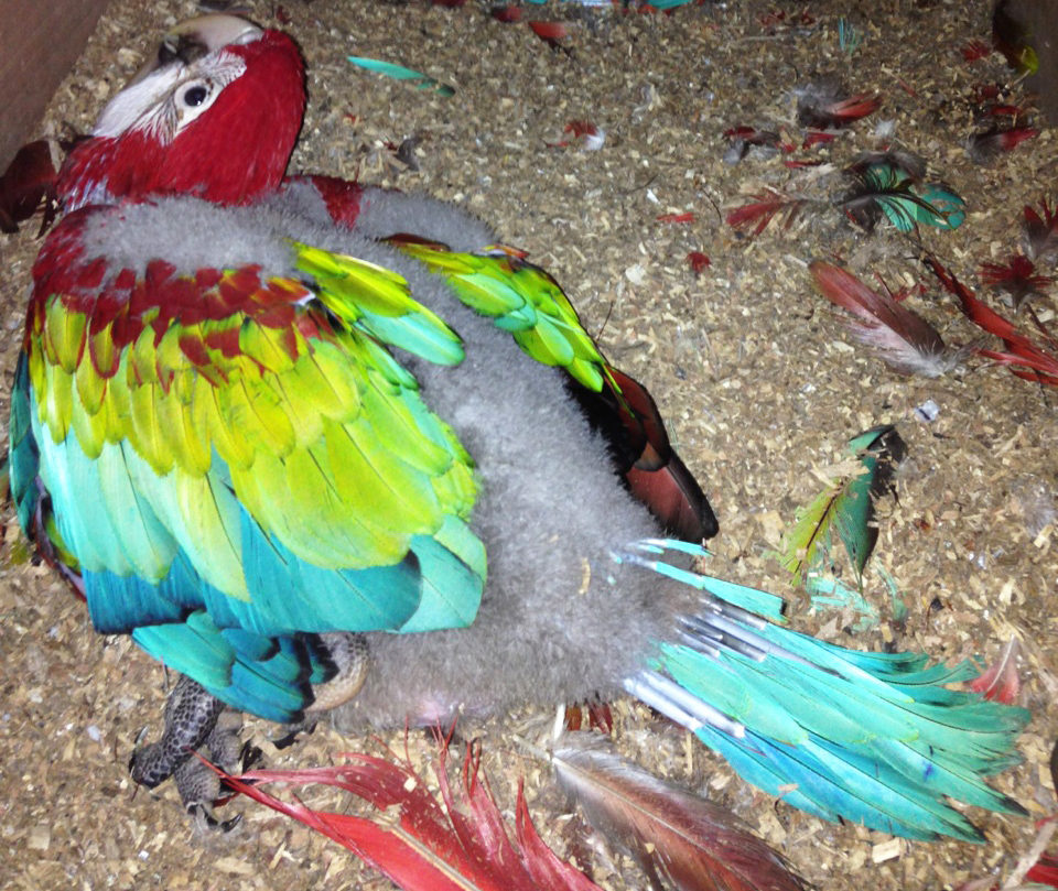 Ara chloroptère – Divi | Passion Perroquet