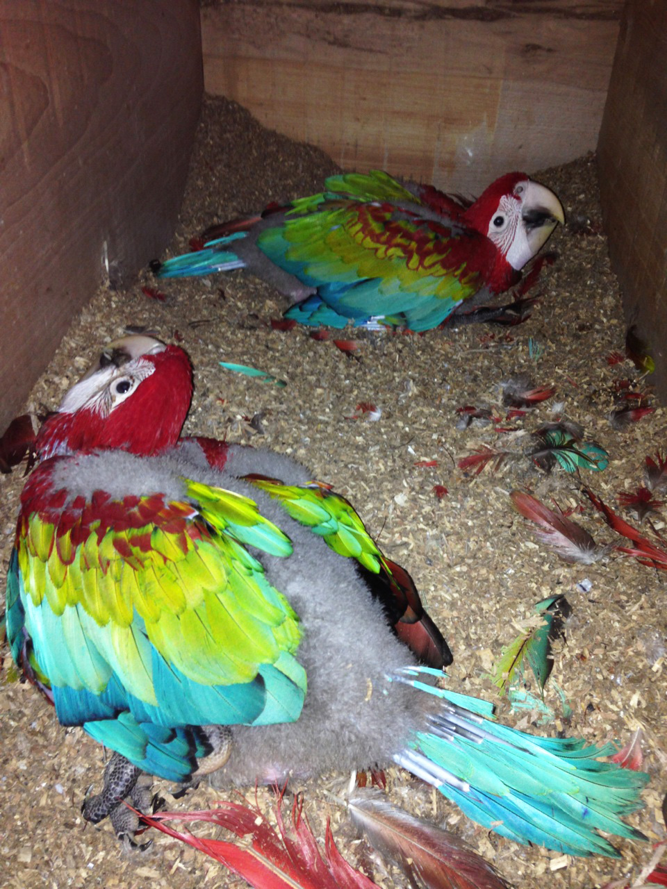 Fiche – Ara Chloroptère | Passion Perroquet