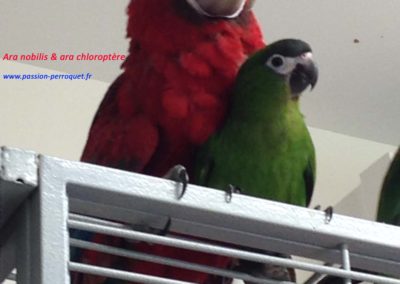 Fiche – Ara Nobilis | Passion Perroquet