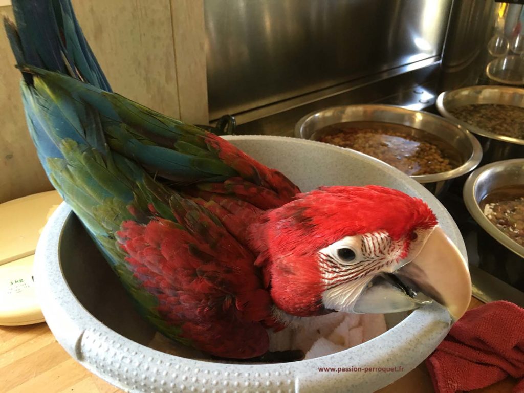 L’ara chloroptère | Passion Perroquet